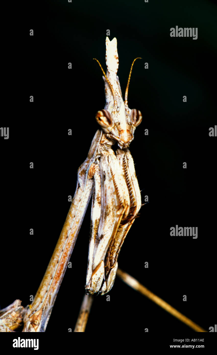 Mantis empusa hi-res stock photography and images - Alamy