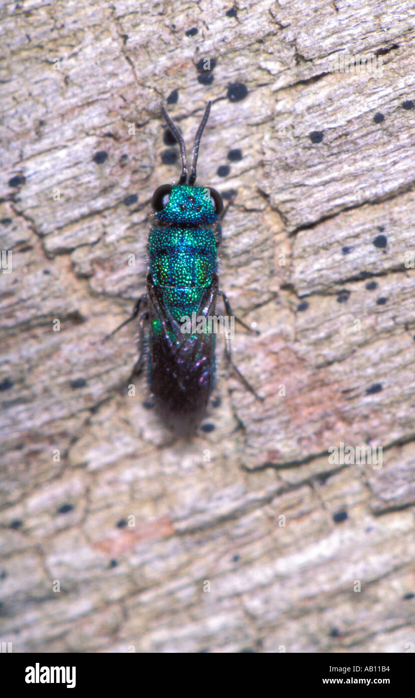 Ruby-tailed Wasp, Chrysis sp. On timber. Top view Stock Photo - Alamy