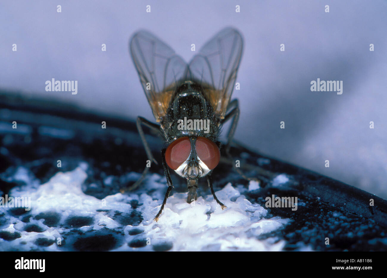 House Fly, Musca domestica. Eating Stock Photo - Alamy