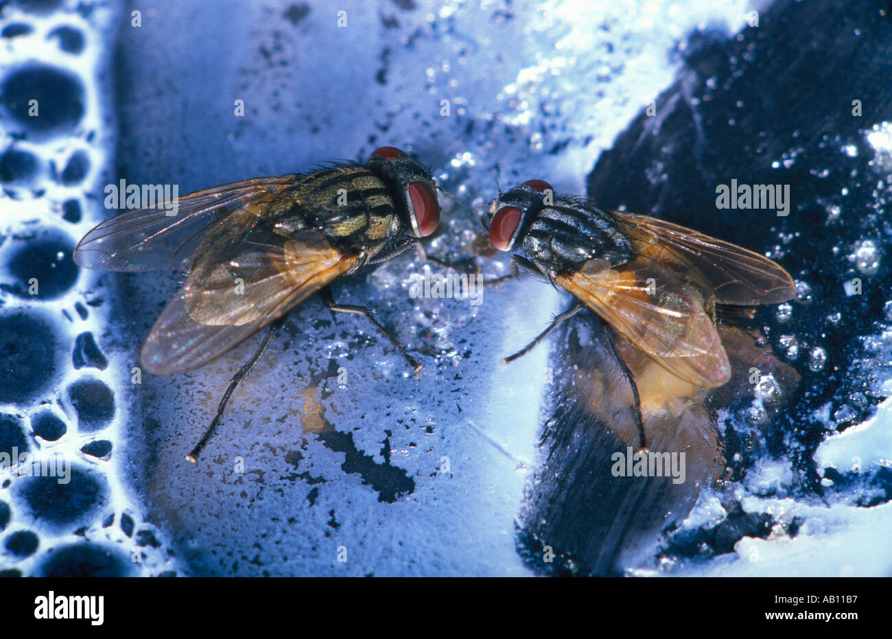 Eating flies hi-res stock photography and images - Alamy