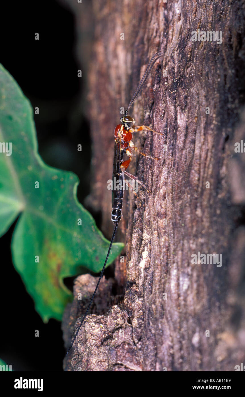Ichneumon Wasp, Rhyssa sp. Female on bark Stock Photo - Alamy
