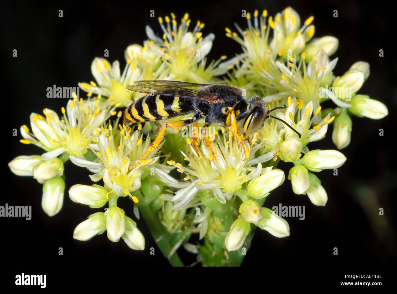 Digger Wasp, Bembex sp. Collecting nectar on flower Stock Photo - Alamy