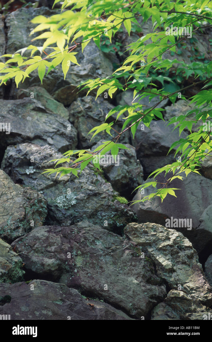 Japanese Maple Shoji ji Temple Kyoto Prefecture Japan Stock Photo - Alamy