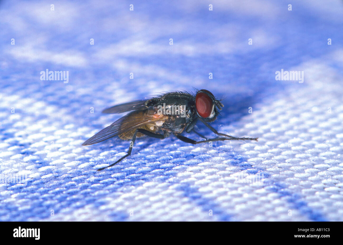 House Fly, Musca domestica Stock Photo - Alamy