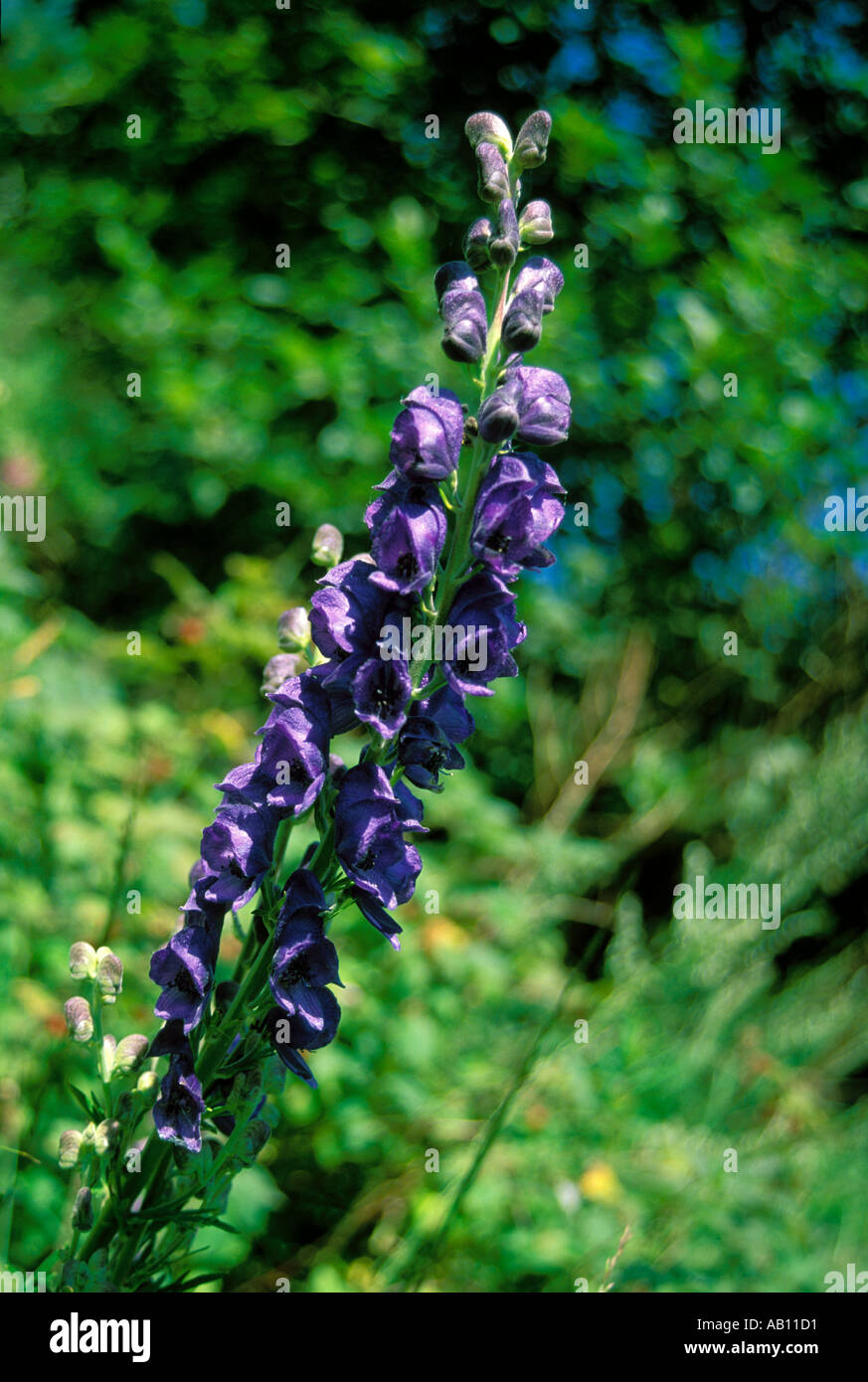 Monk plant hi-res stock photography and images - Alamy