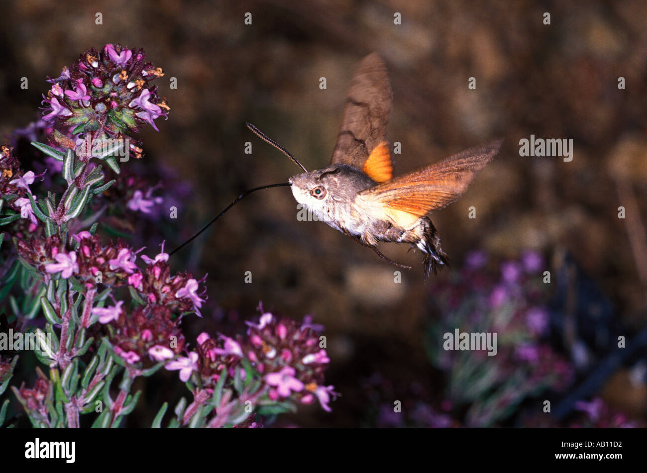 Long proboscis moths hi-res stock photography and images - Alamy