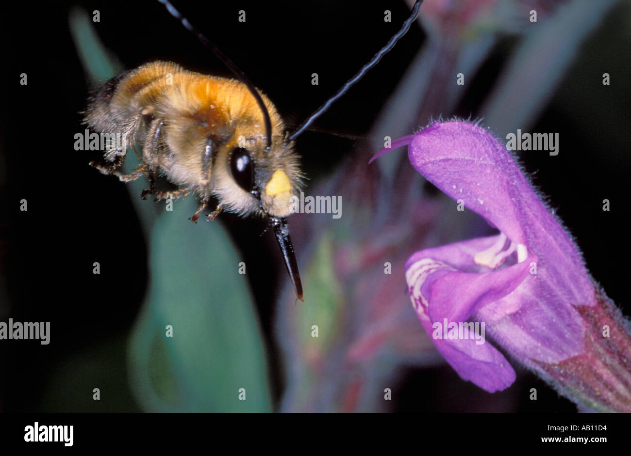 Longhorned bee hi-res stock photography and images - Alamy