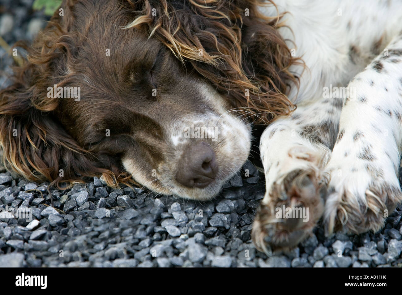 Sleeping Springer Spaniel Stock Photo - Alamy