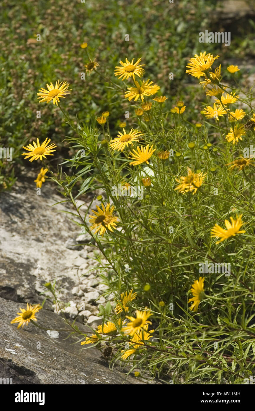 Yellow flowers of sunwheel, yellow ox-eye - Buphthalmum salicifolium ...