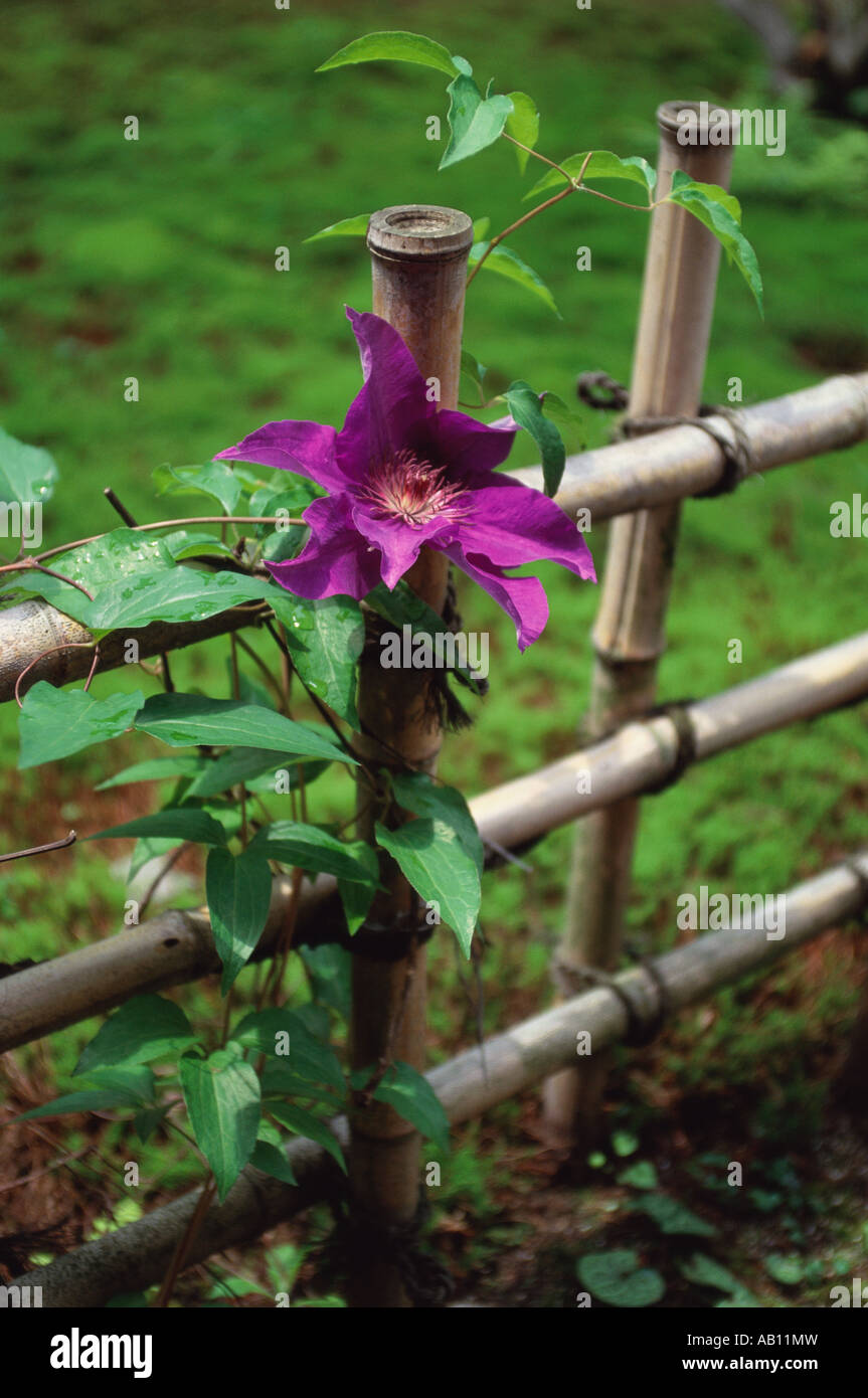 Clematis flower Tenryu ji Temple Kyoto Prefecture Japan Stock Photo - Alamy