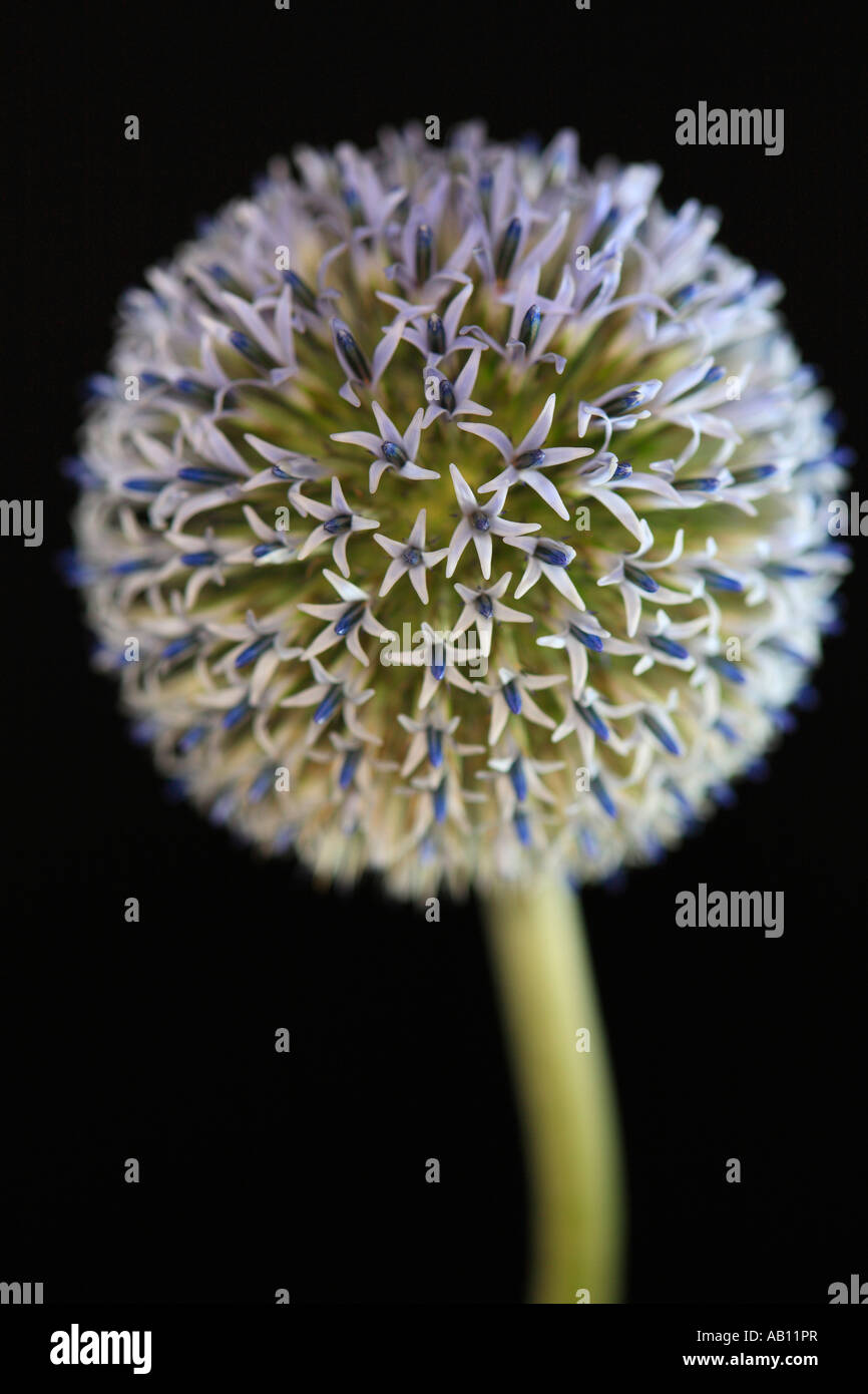 A Echinops bannaticus flower in bloom Globe thistle Taplow Blue Stock ...
