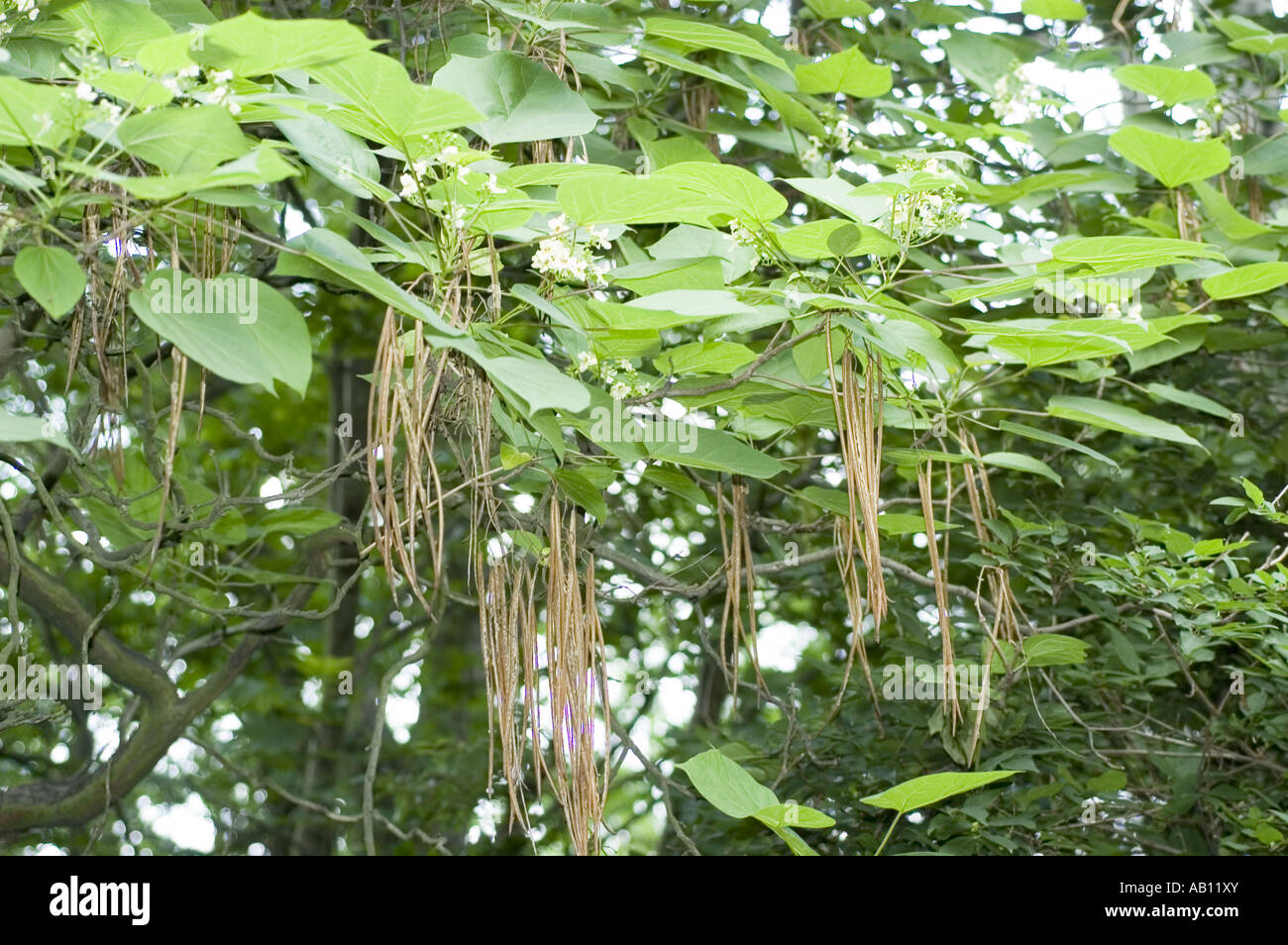 Chinese catalpa tree - Catalpa ovata Stock Photo - Alamy