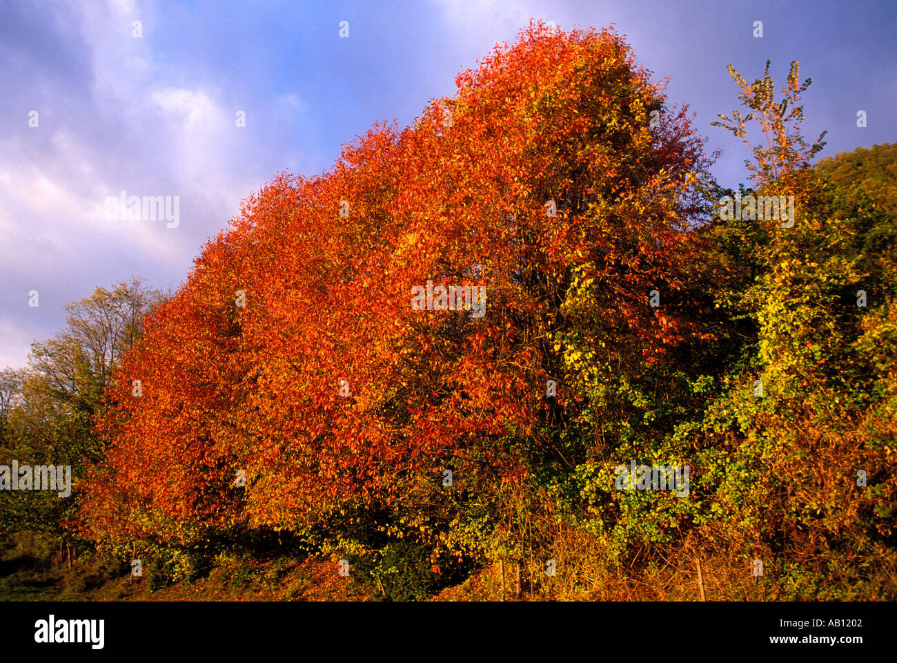 Prunus autumn colour hi-res stock photography and images - Alamy