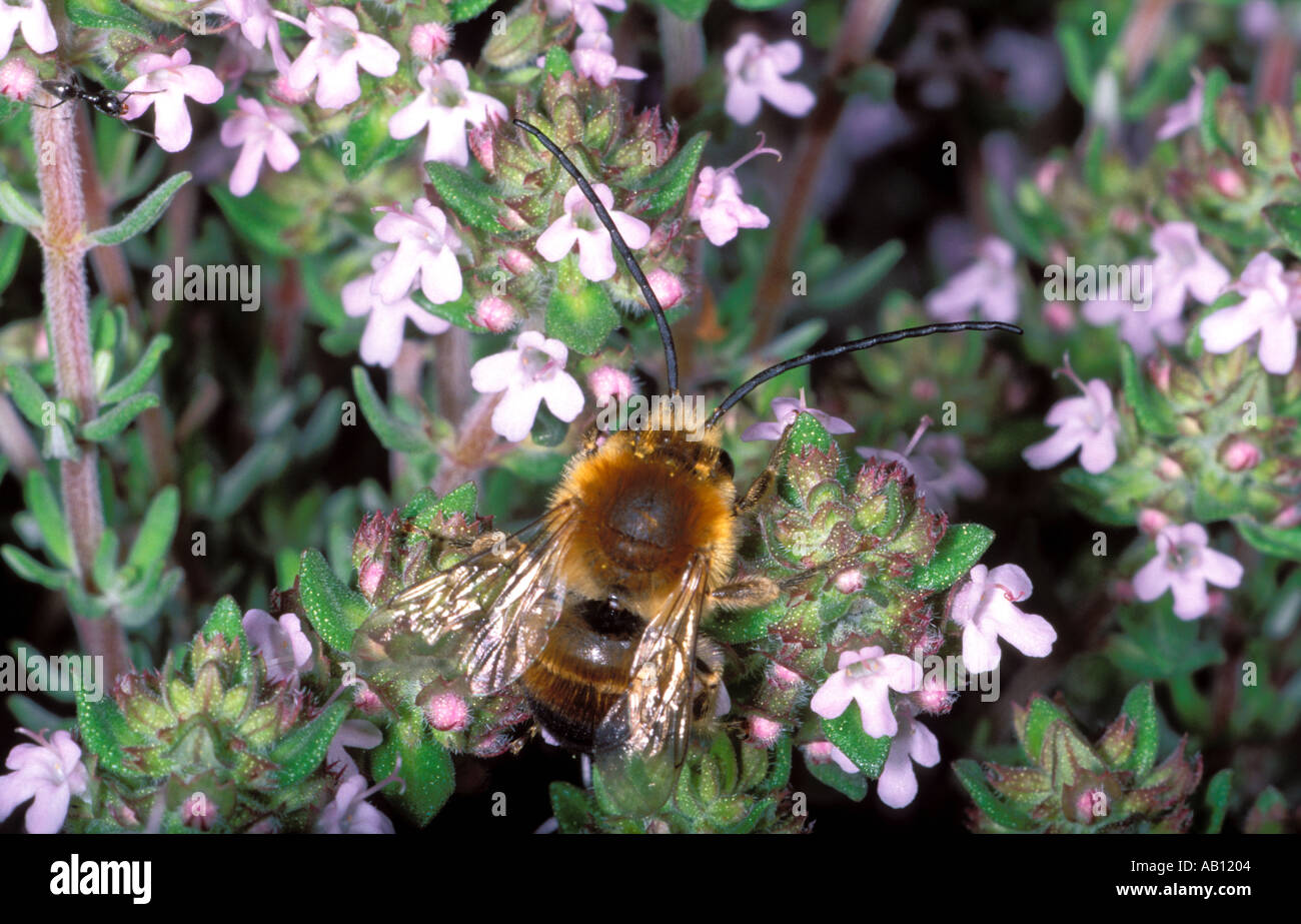Longhorned bee hi-res stock photography and images - Alamy