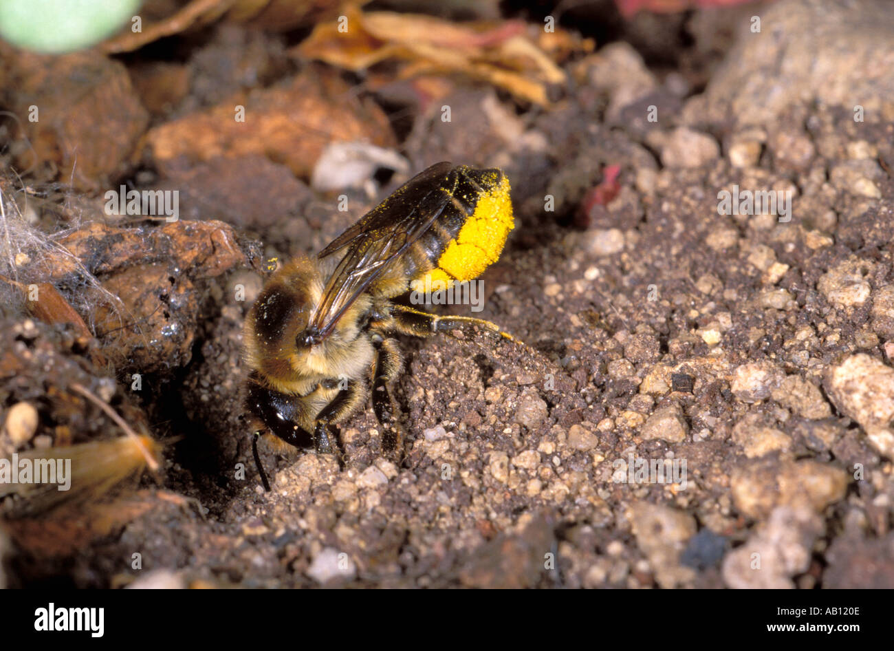 Leaf-cutter Bee, Megachile sp. Entering at nest with the abdomen full of pollen Stock Photo - Alamy