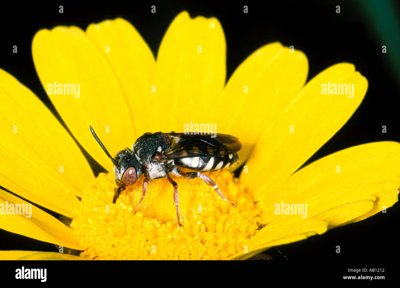 Anthophoridae hi-res stock photography and images - Alamy