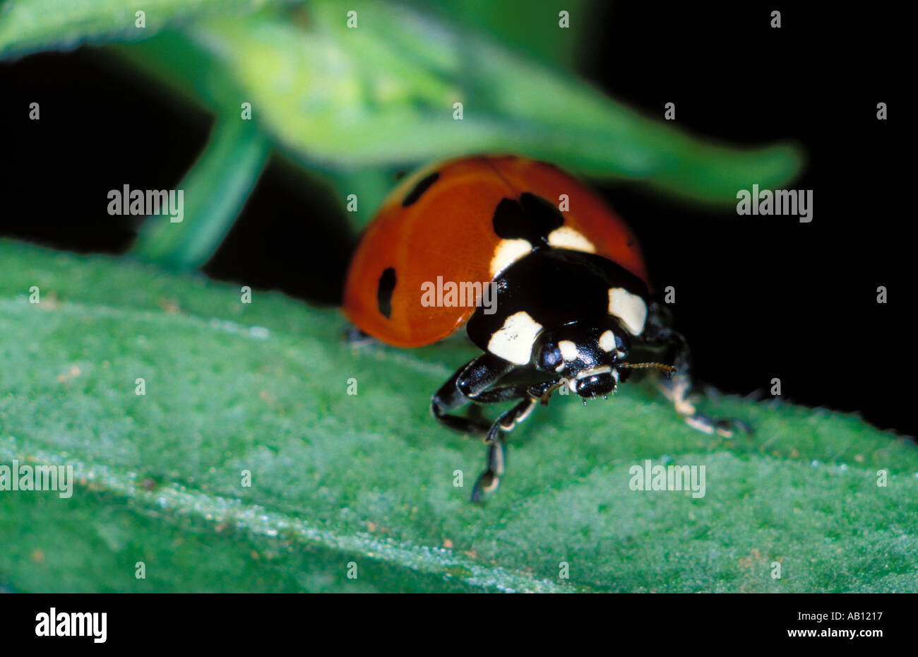 Seven-spot Ladybird, Coccinella septempunctata Stock Photo - Alamy