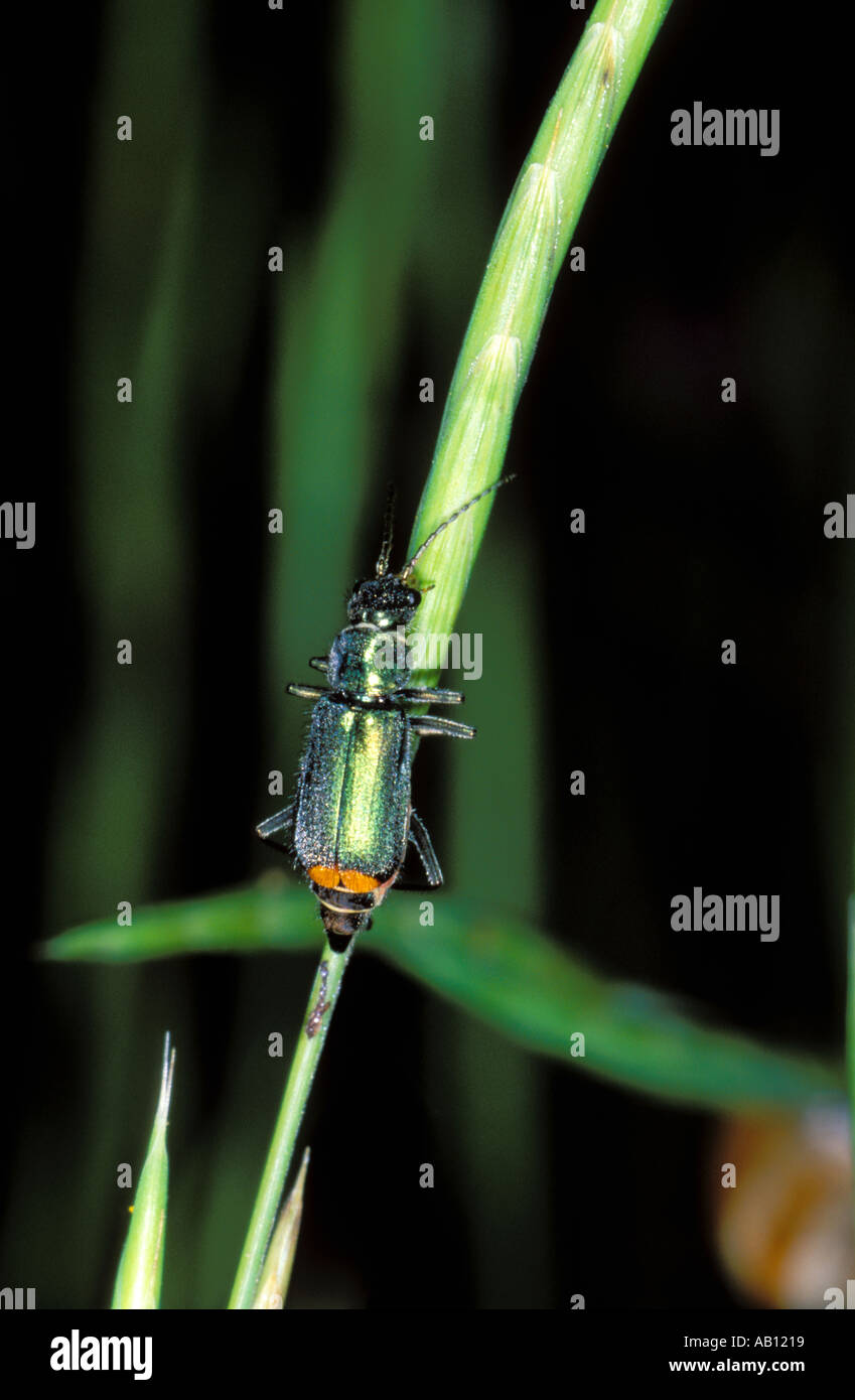 Beetle, Malachius sp. On stem Stock Photo - Alamy