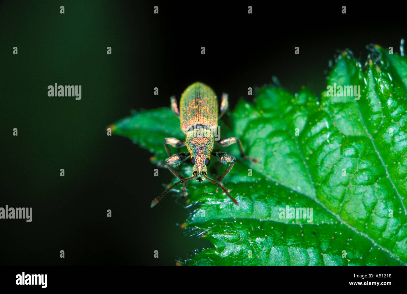 Phosphorescence Animals High Resolution Stock Photography and Images ...