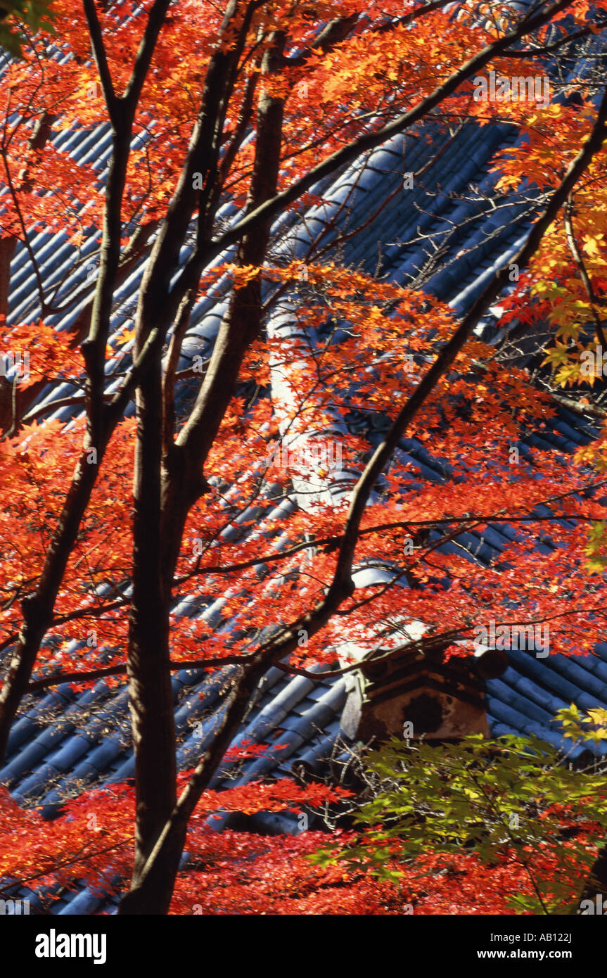 Japanese maple tree Eikan do Temple Kyoto Prefecture Japan Stock Photo ...