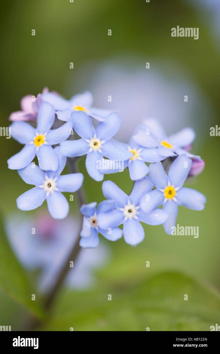 Forget-me-not Flowers UK Norfolk Stock Photo - Alamy