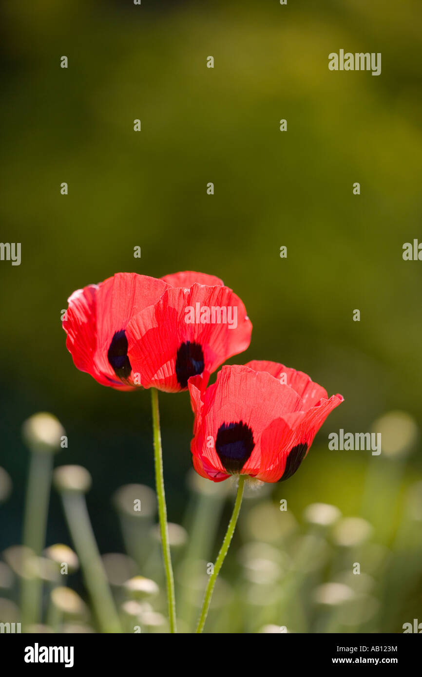 Two Ladybird Poppies "Papaver commutatum" UK Norfolk Stock Photo - Alamy