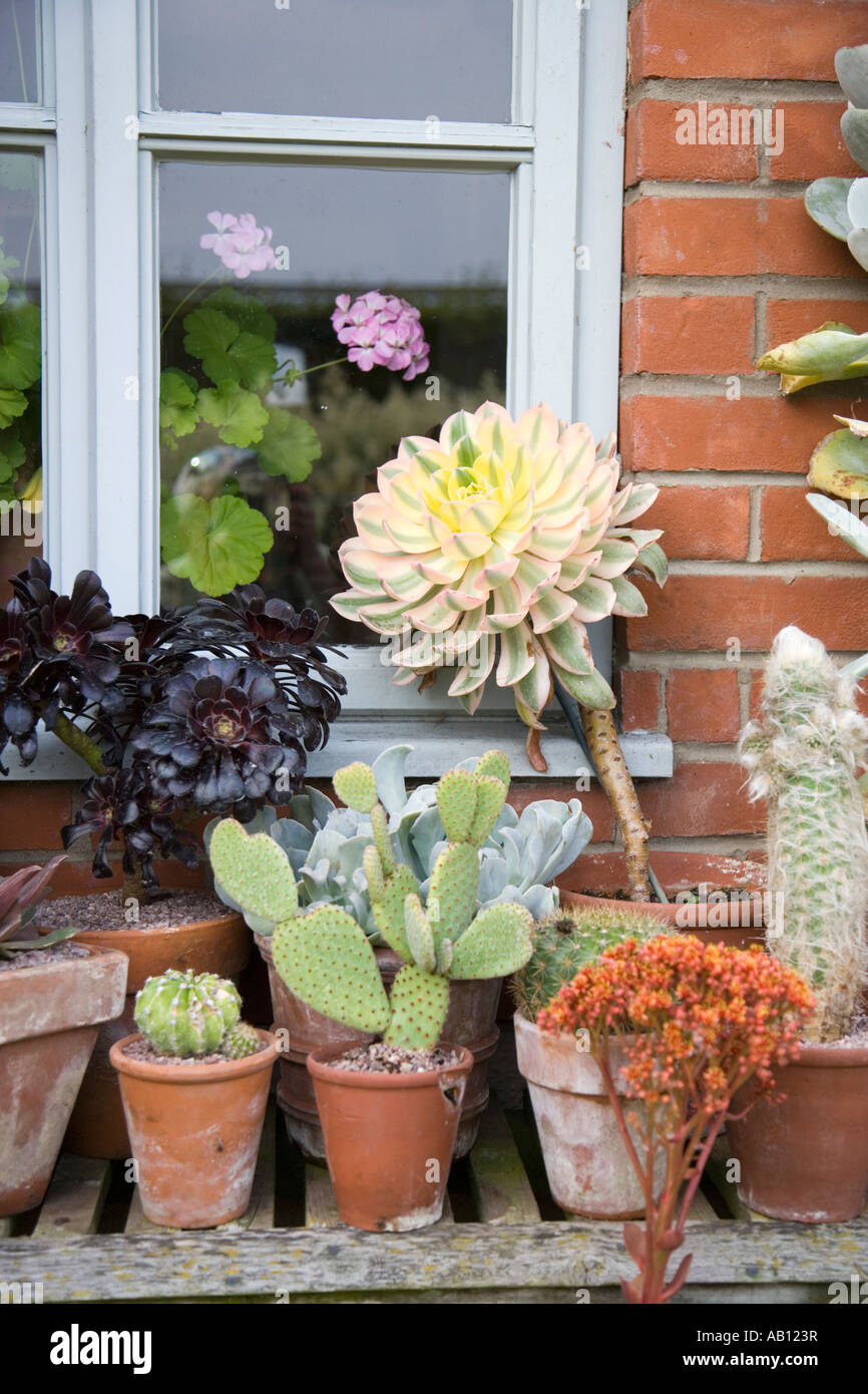 Various Succulent Plants in Pots Displayed on Window Sill UK Norfolk ...