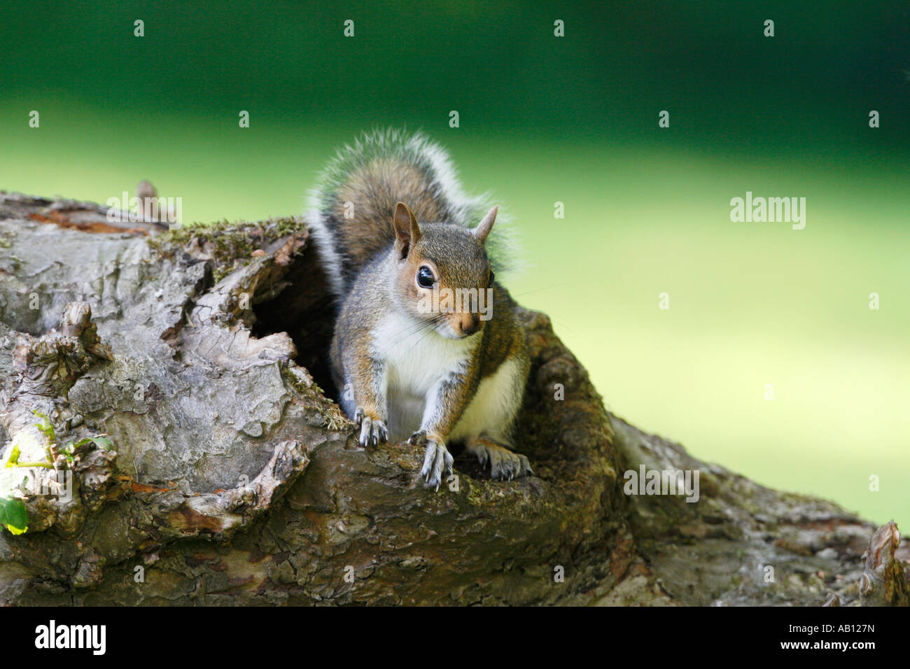 Grey Squirrel Climbing out of Hole in Tree Trunk "Sciurus carolinensis ...