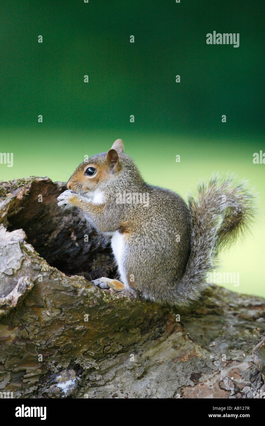 Tree Trunk Hole Squirrel High Resolution Stock Photography and Images ...
