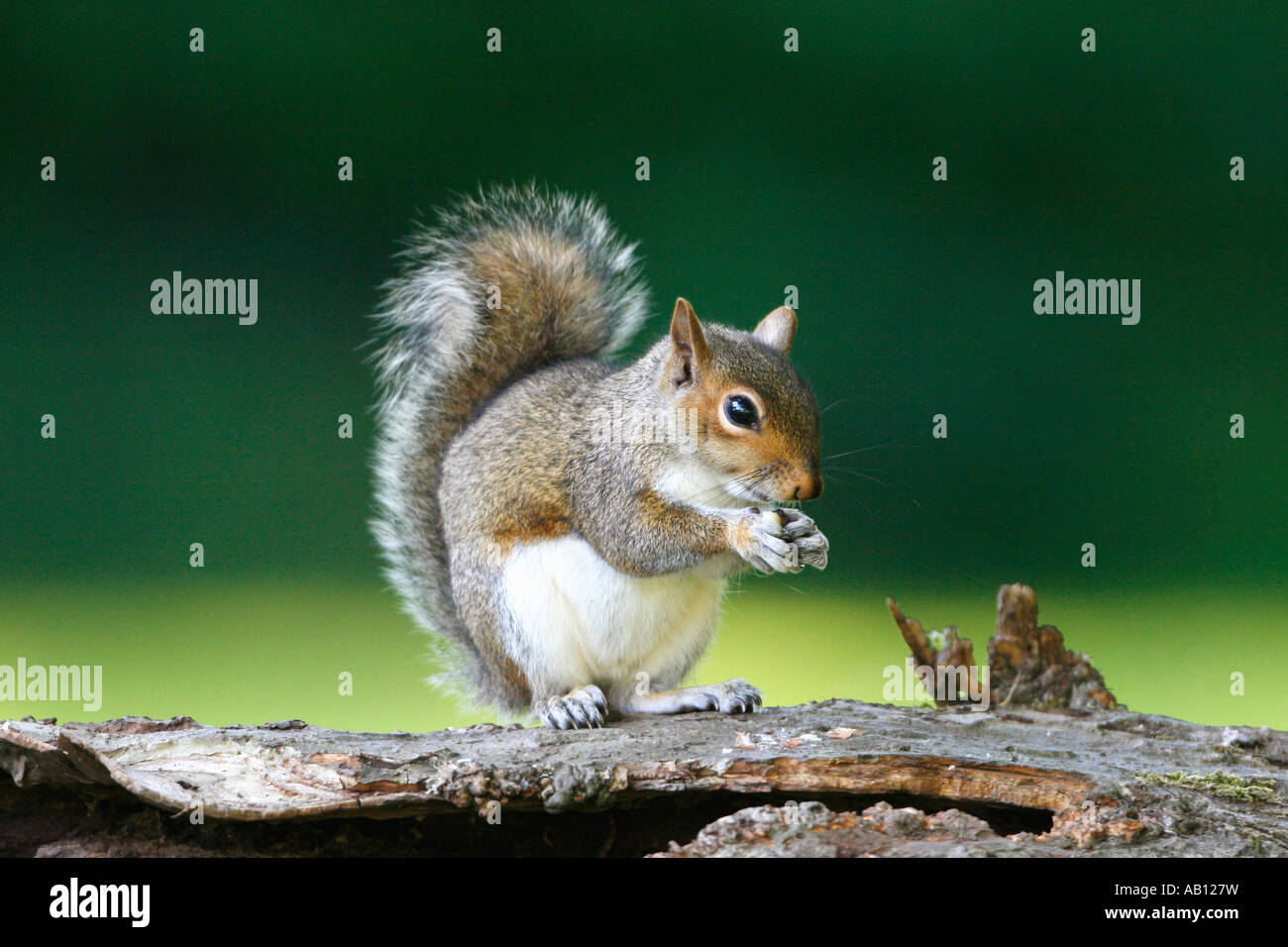 Grey Squirrel on Fallen Tree Trunk "Sciurus carolinensis" UK Norfolk ...