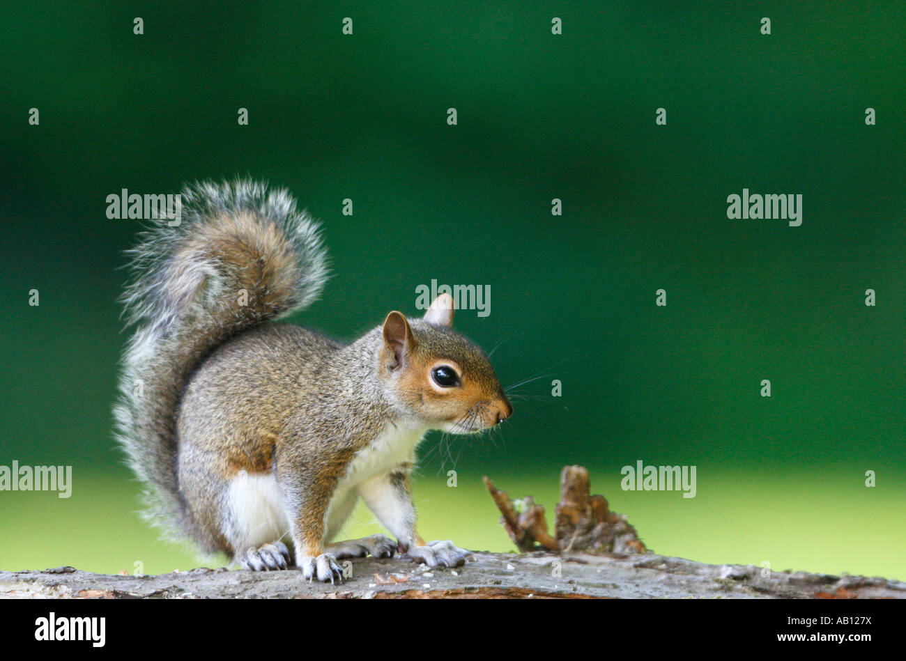 Grey Squirrel on Fallen Tree Trunk "Sciurus carolinensis" UK Norfolk ...