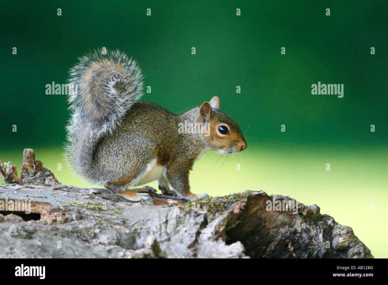 Grey Squirrel on Fallen Tree Trunk "Sciurus carolinensis" UK Norfolk ...