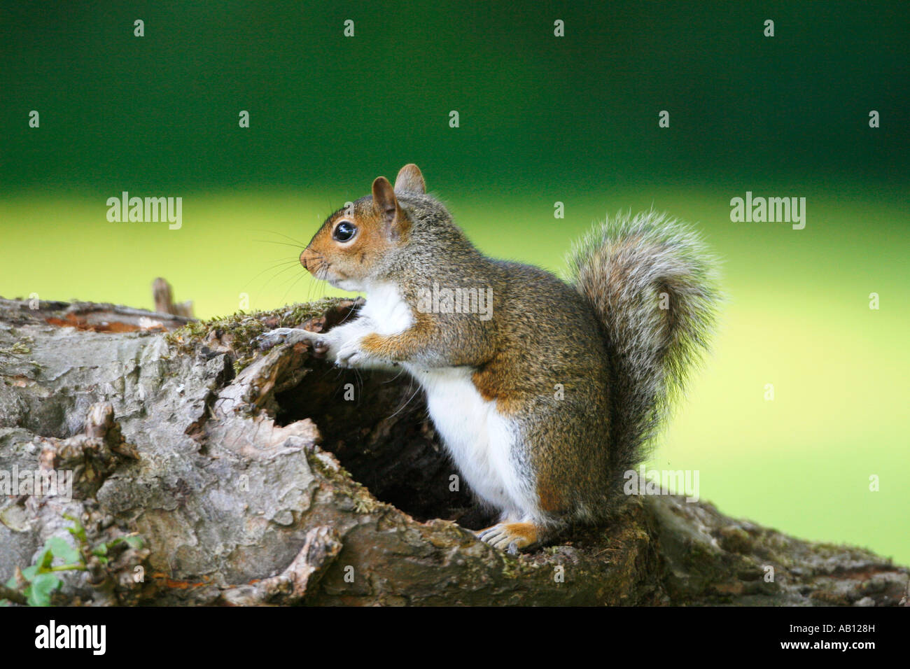 Grey Squirrel on Fallen Tree Trunk "Sciurus carolinensis" UK Norfolk ...