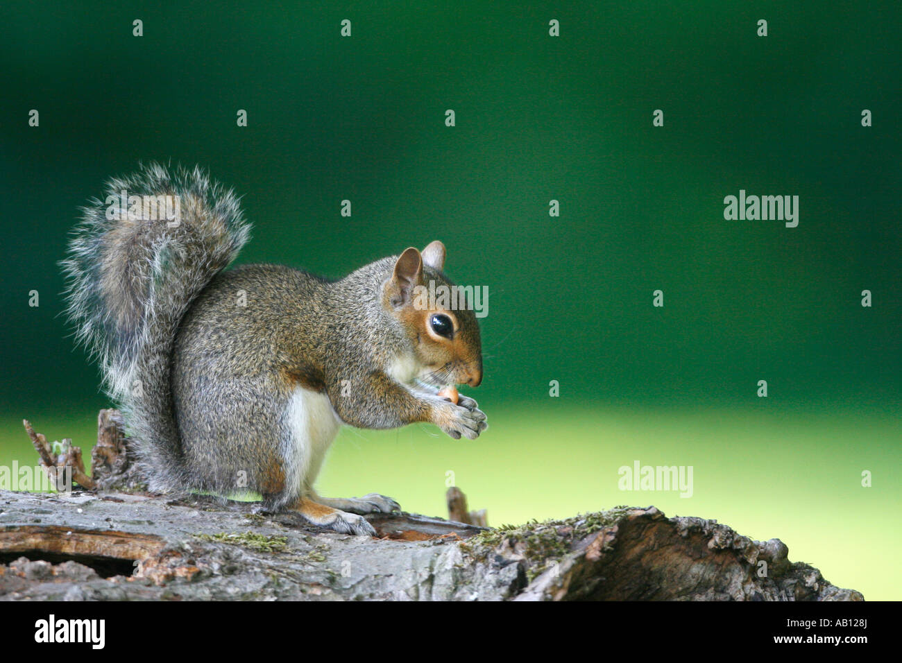 Grey Squirrel on Fallen Tree Trunk "Sciurus carolinensis" UK Norfolk ...