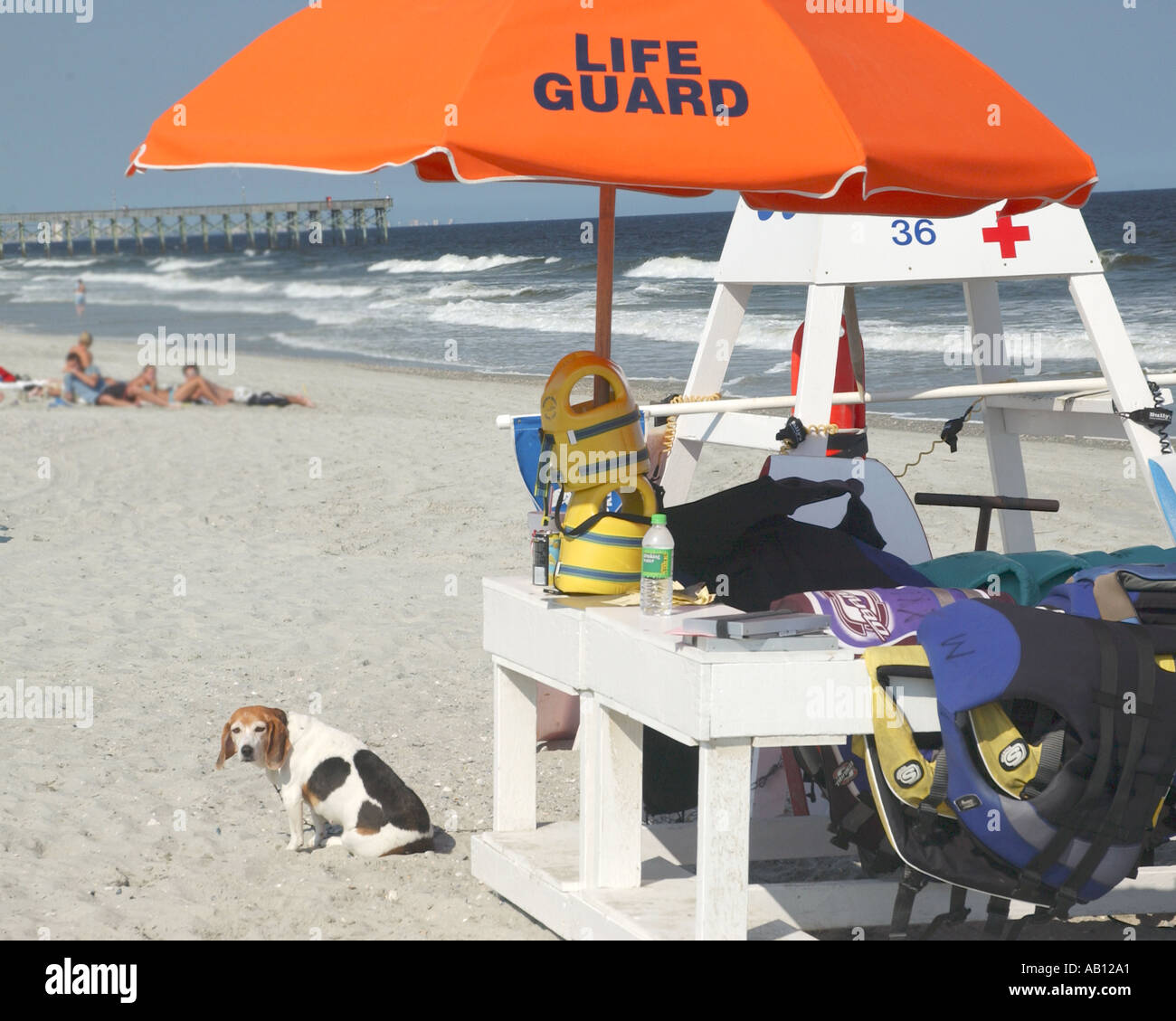 Lifeguard dog hi-res stock photography and images - Alamy