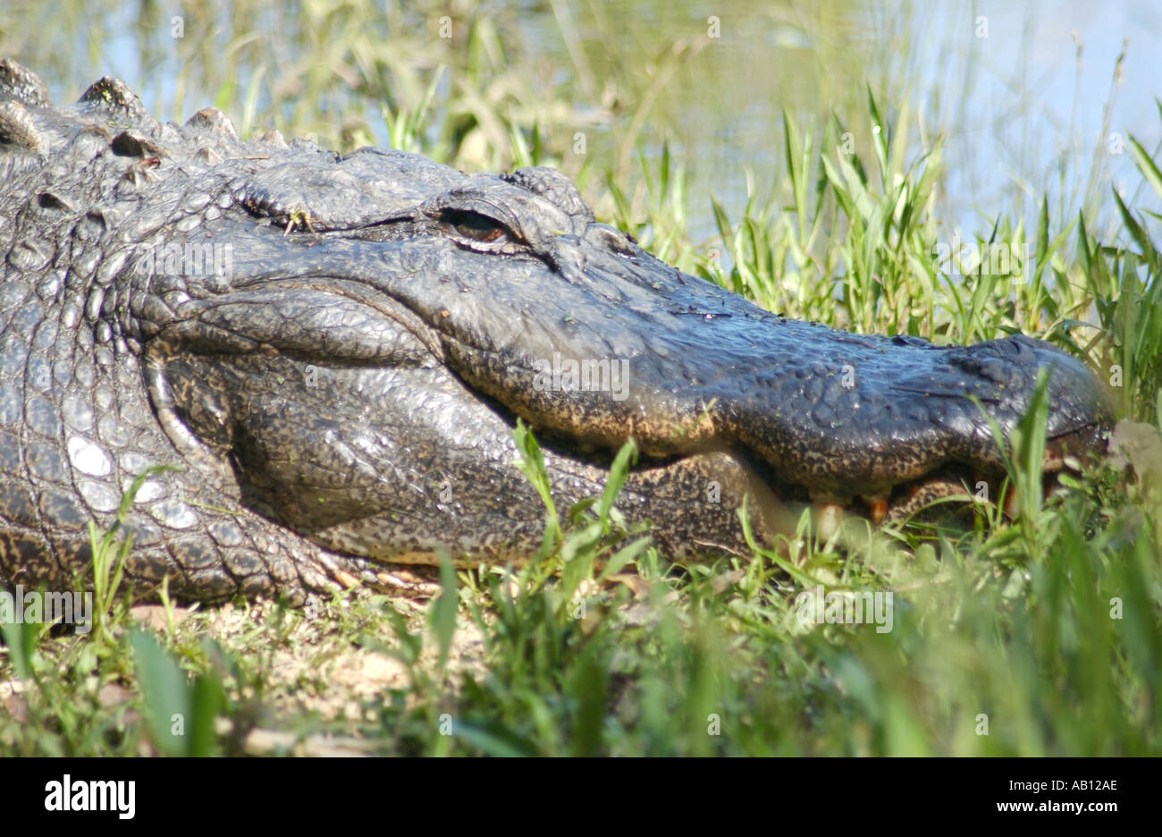 Alligator sleeping in South Carolina marshland USA Stock Photo - Alamy