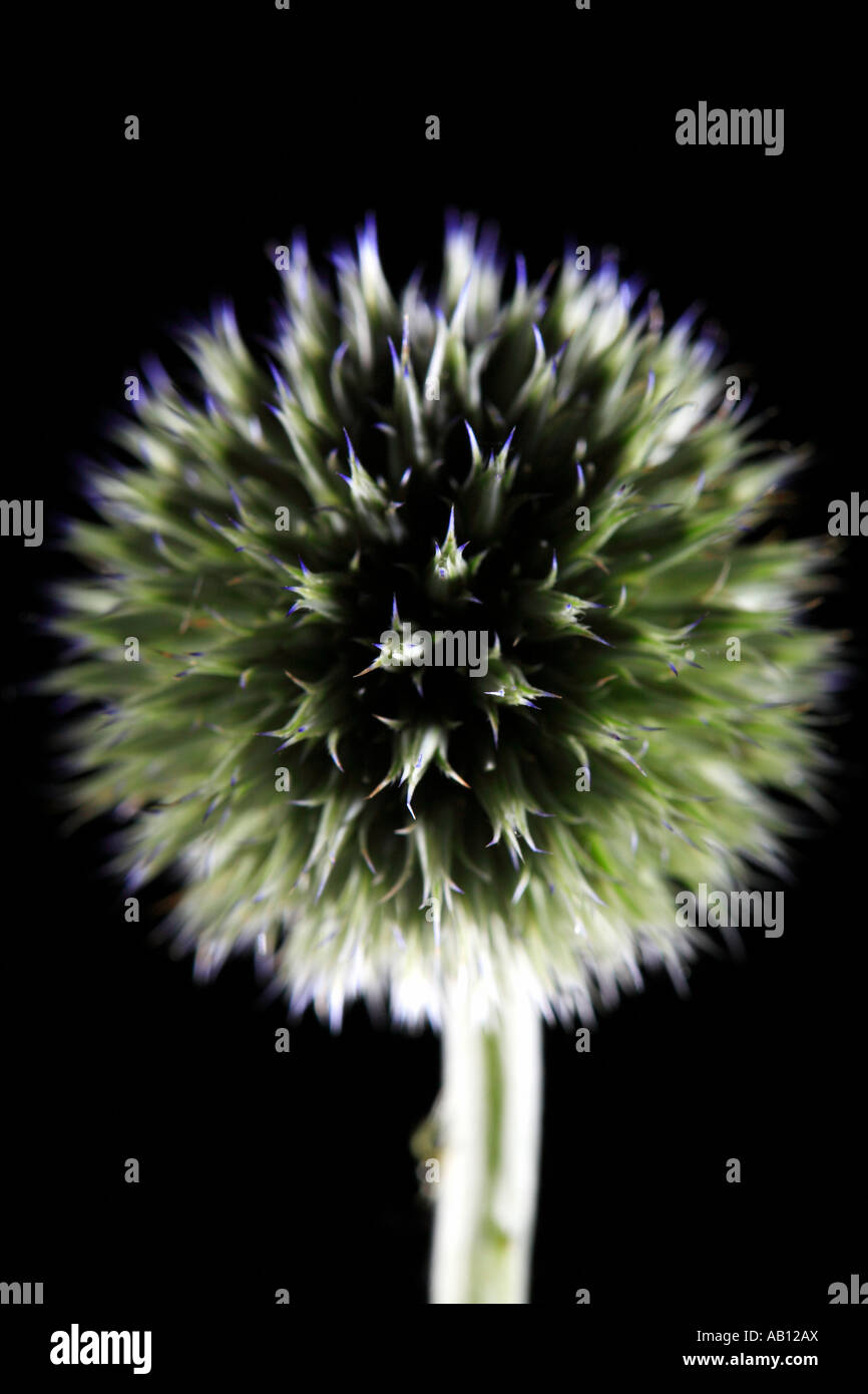 A Echinops bannaticus flower in bloom Globe thistle Taplow Blue Stock ...