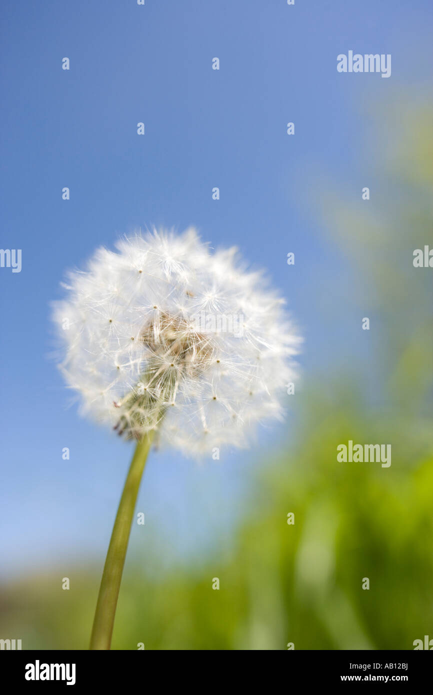 Dandelion Seed Head Pappus "Taraxacum officinale Stock Photo - Alamy
