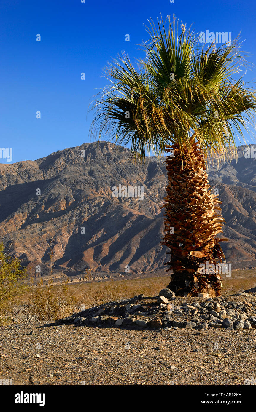 Palm Tree at Stove Pipe Wells, Death Valley in California USA Stock ...