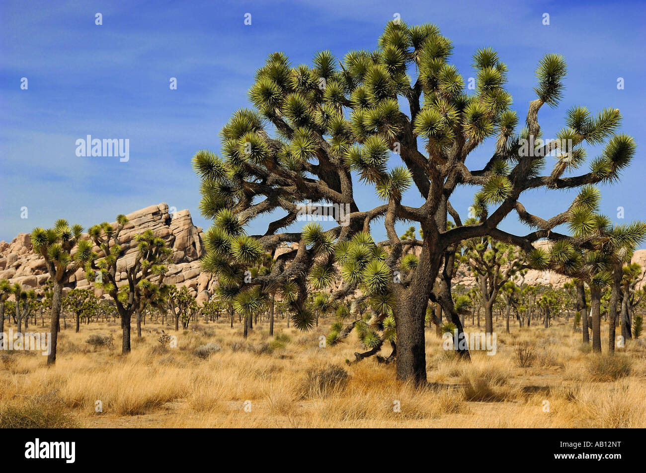 Joshua Trees in Joshua Tree National Park, California USA Stock Photo ...