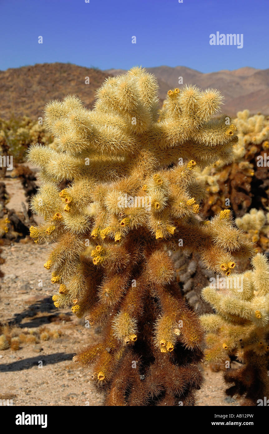 Teddy Bear Cholla at Cholla Garden in Joshua Tree National Park ...