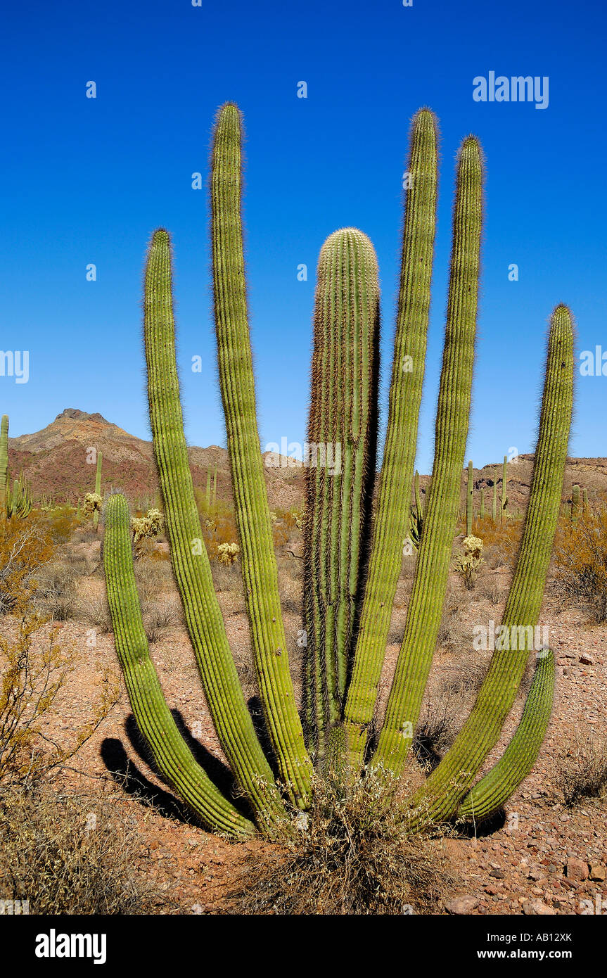 Organ Pipe Cactus and a Saguaro Cactus growing side by side at Organ ...
