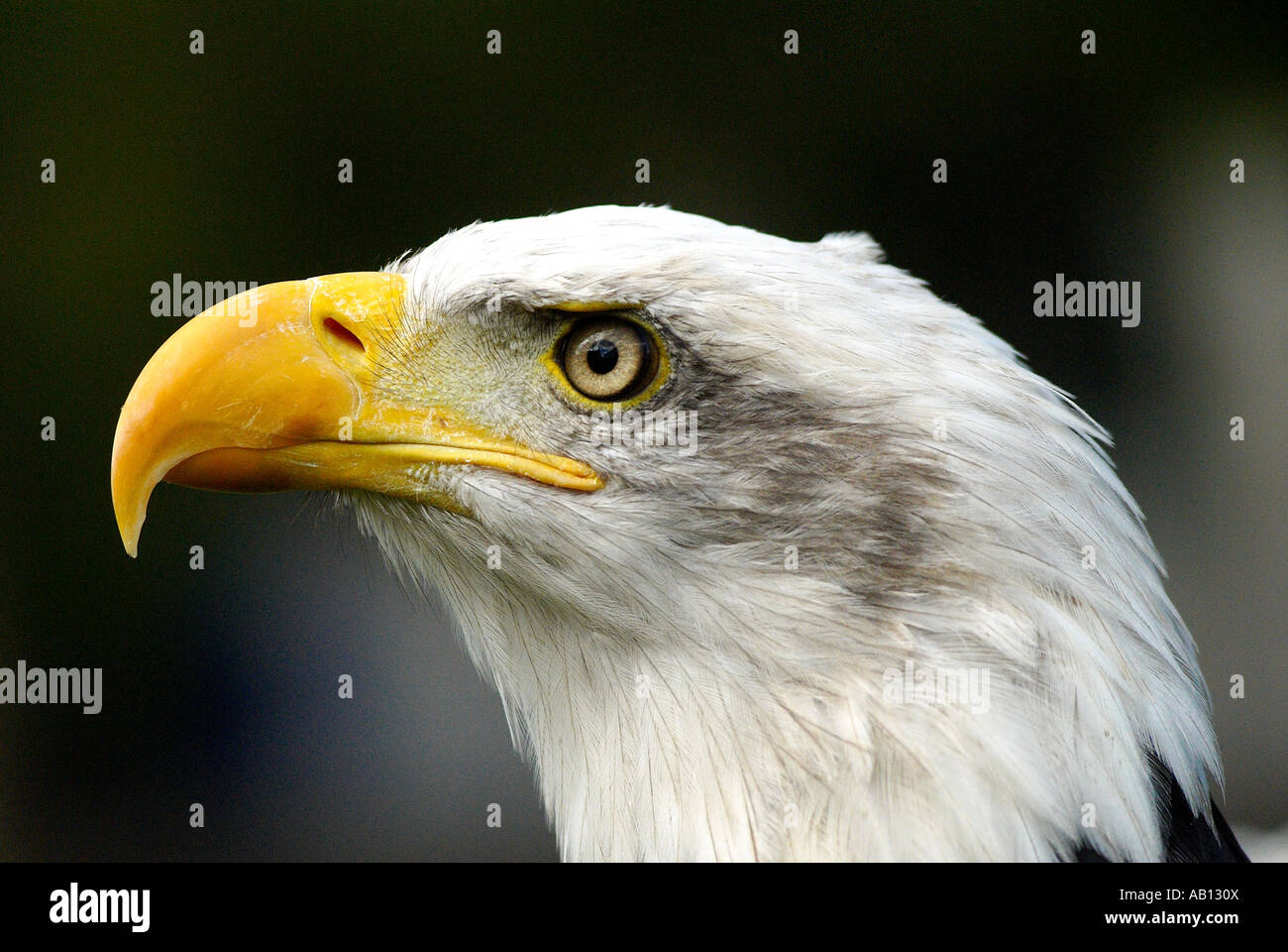 A bald head eagle Stock Photo - Alamy