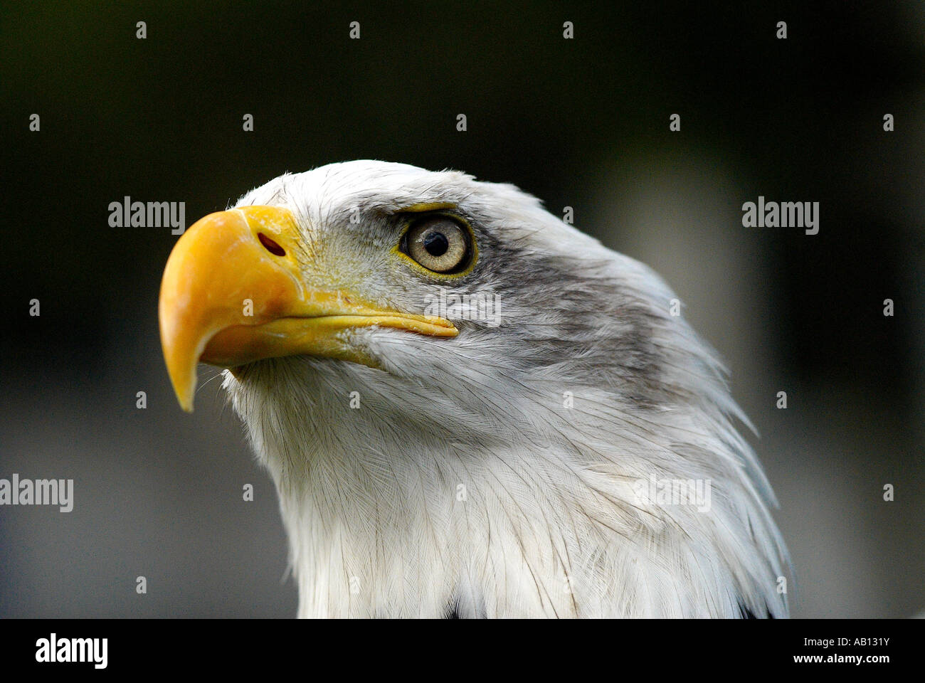 bald head eagle Stock Photo - Alamy