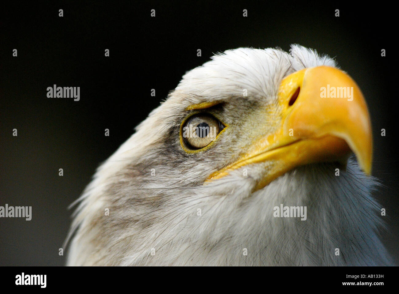 bald head eagle Stock Photo - Alamy