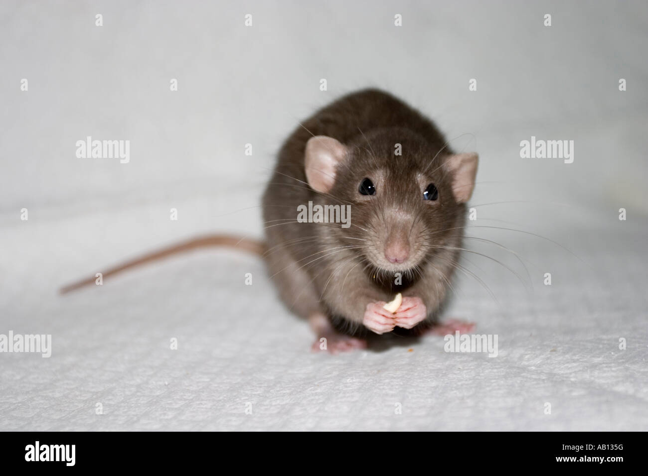 Rat; hi-res stock photography and images - Alamy
