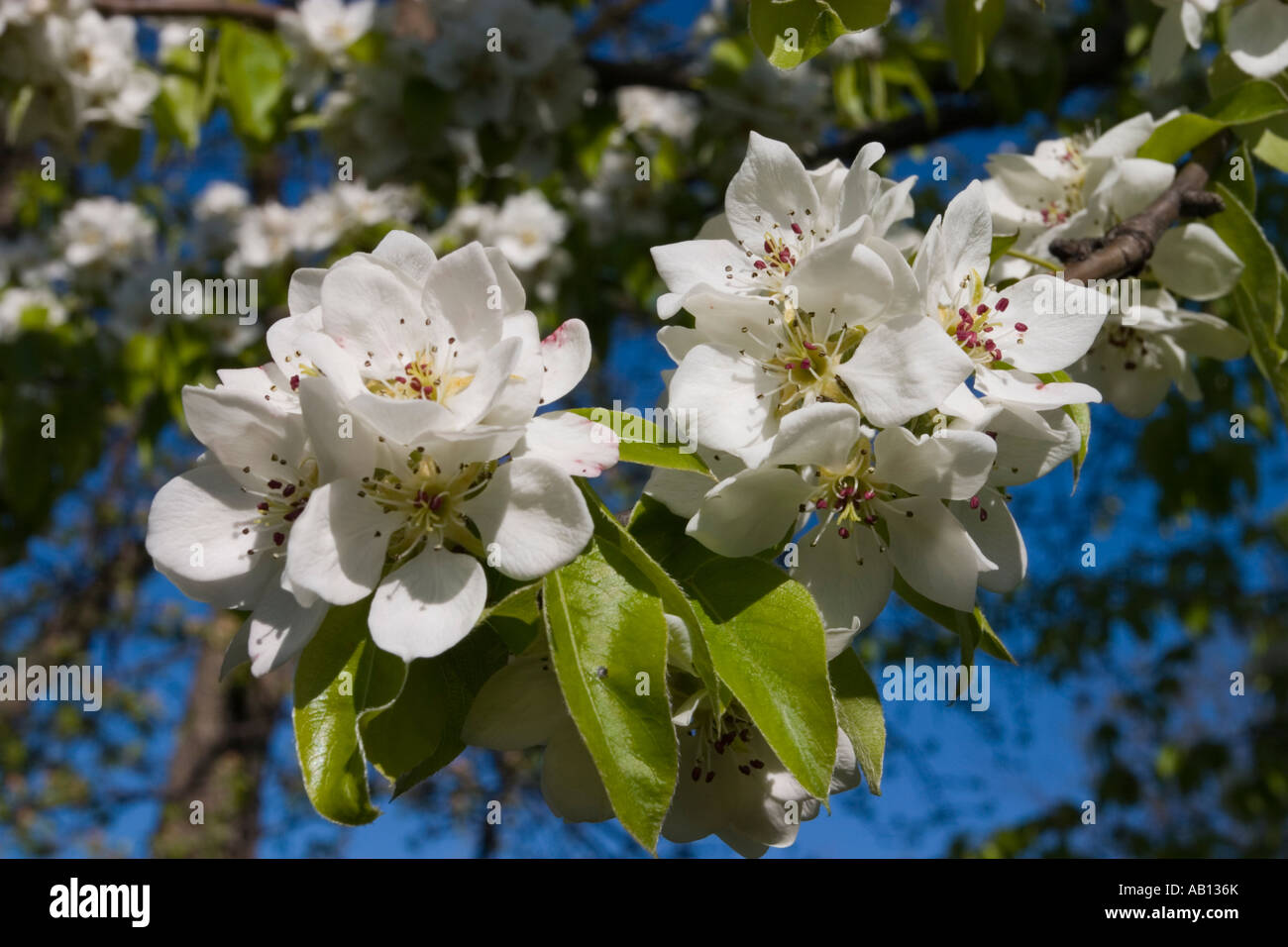 Flowers Of Apple Tree Picture at Susan Villanueva blog