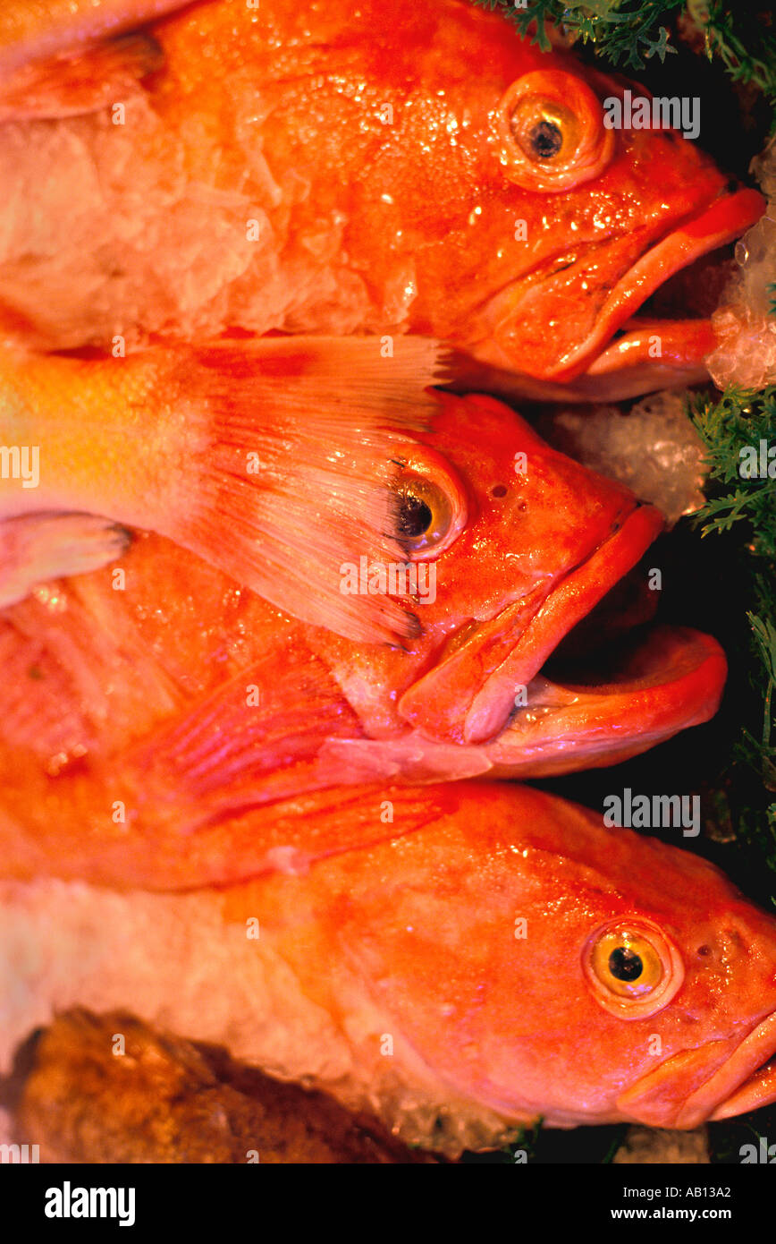 Orange rockfish hi-res stock photography and images - Alamy