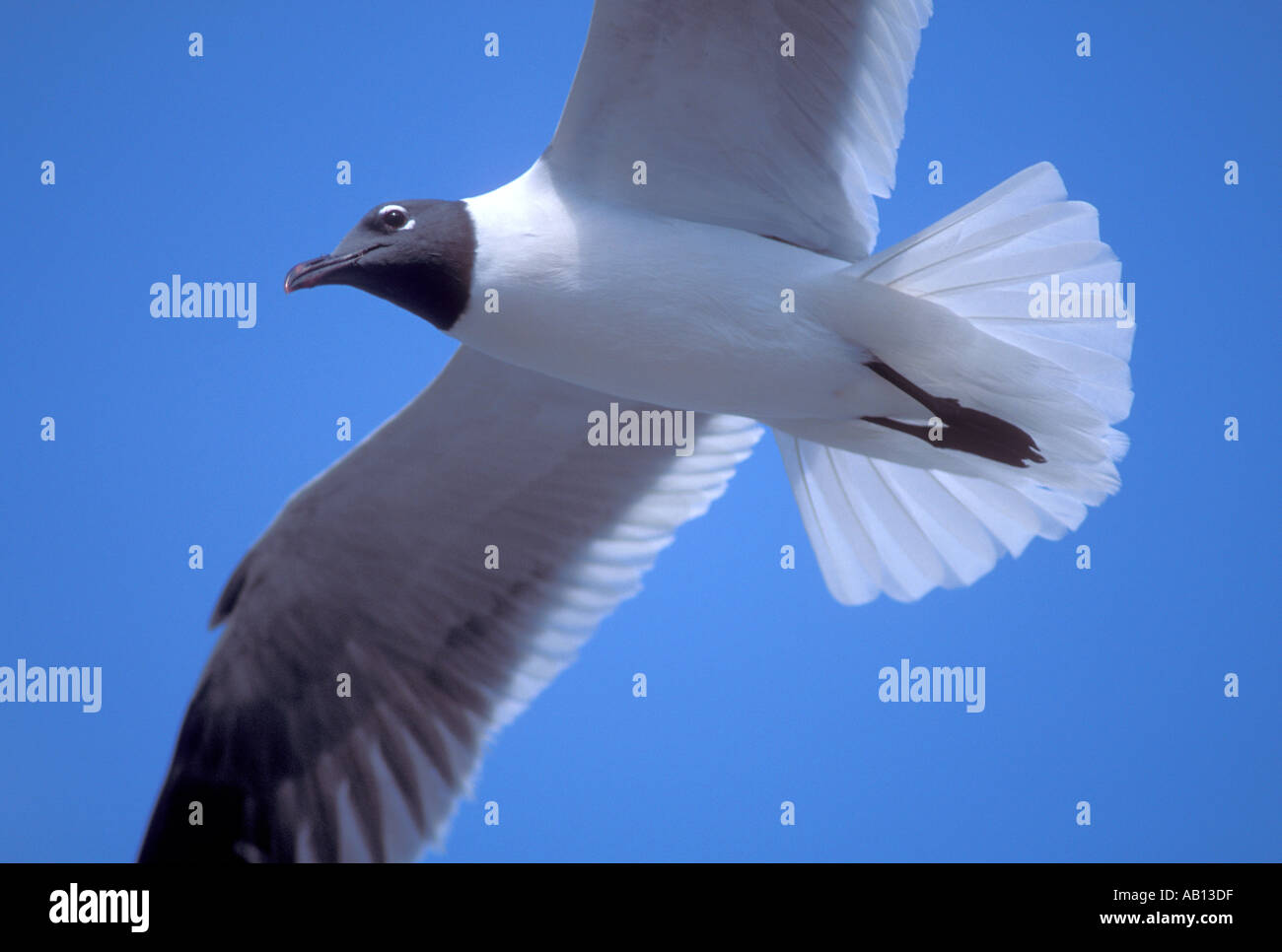 Rio tempisque hi-res stock photography and images - Alamy