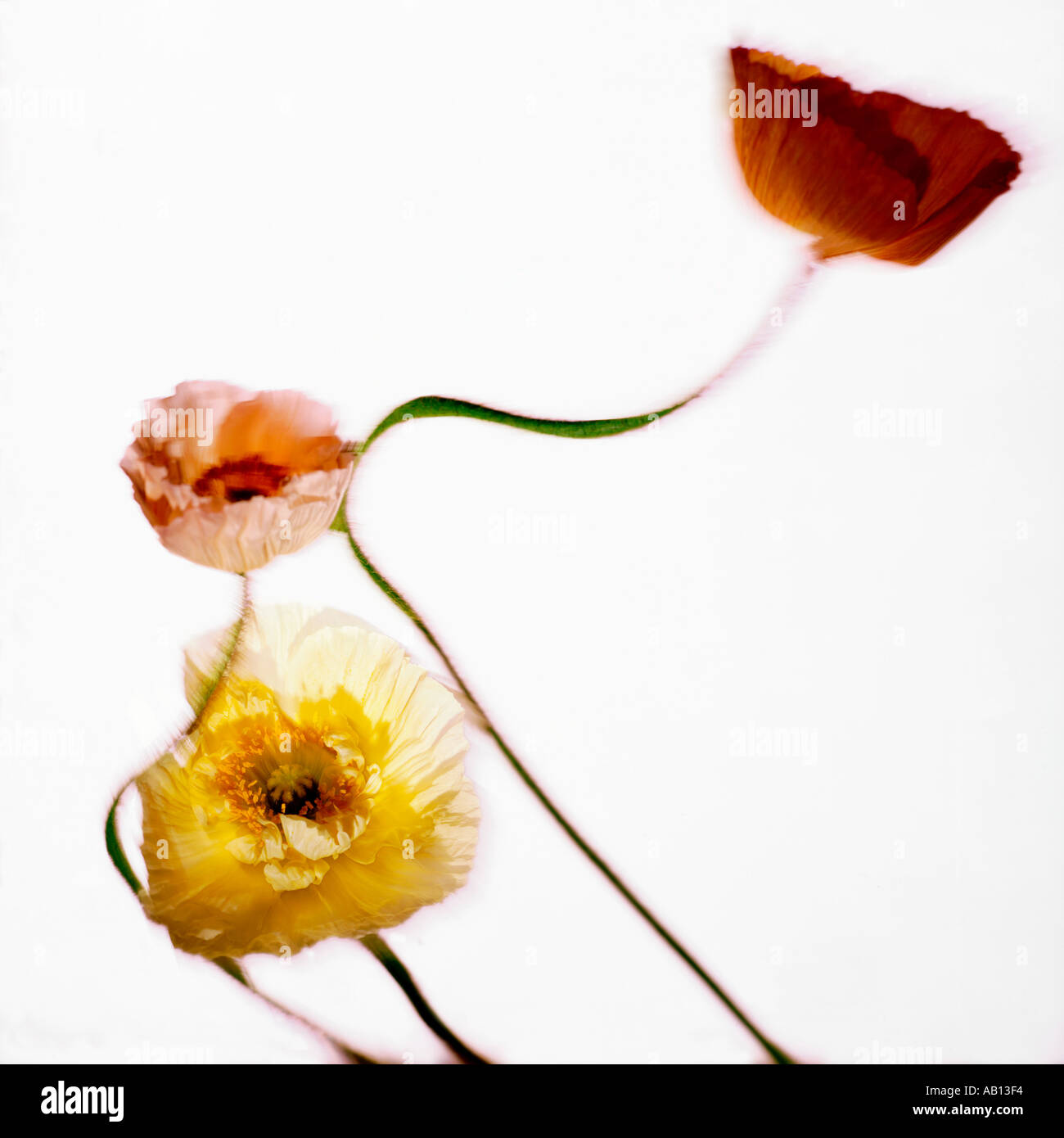 Long stem flowers hi-res stock photography and images - Alamy